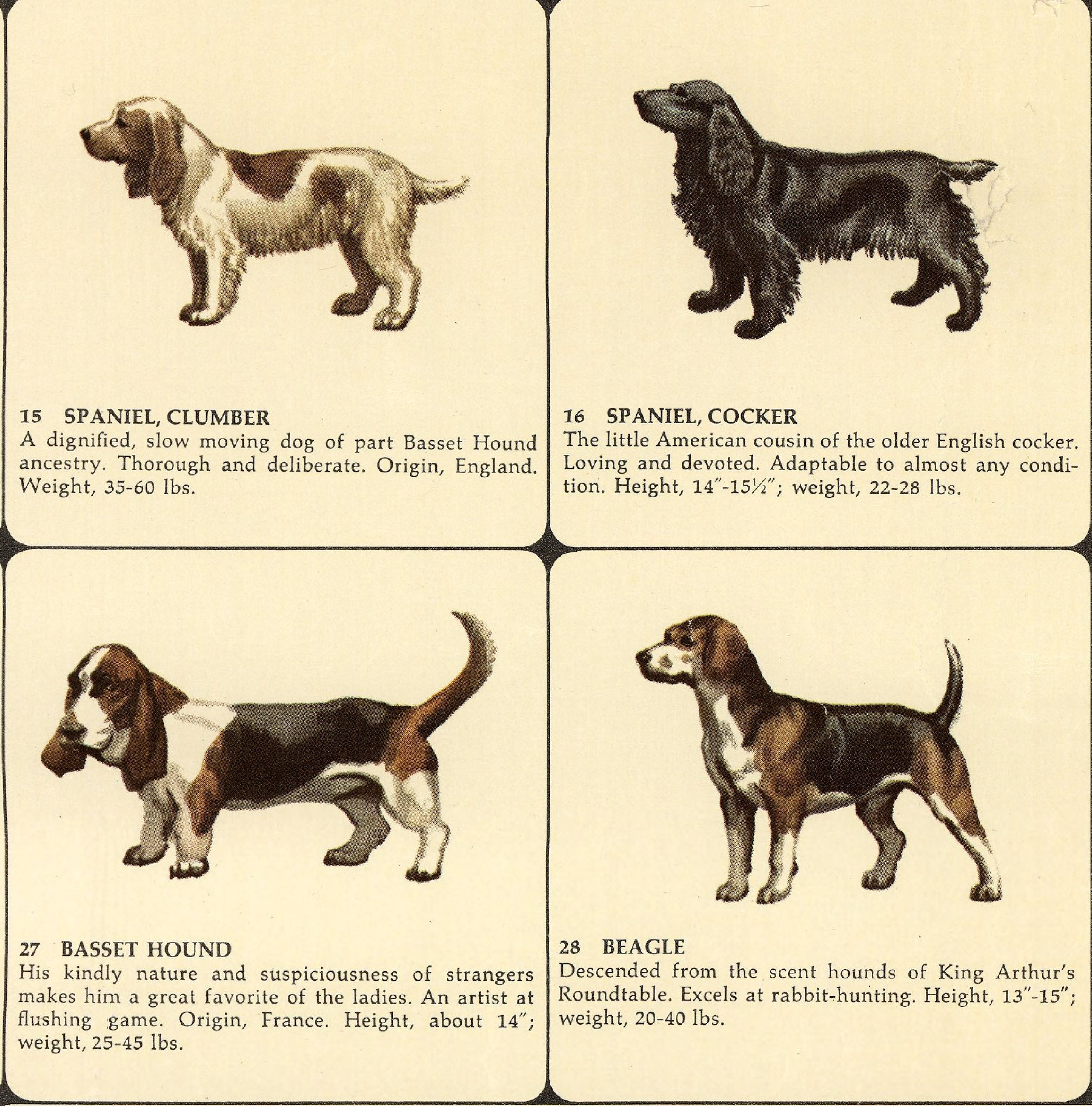 The Official Illustrated Dog Map of the World - Etsy