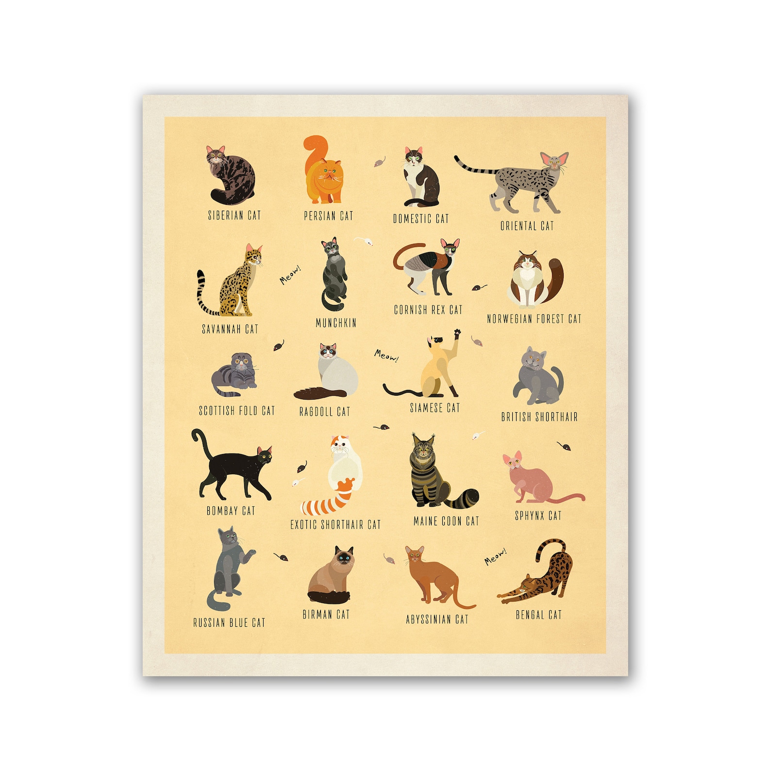 Cat Breeds Illustration Kinds of Cat Poster / Cat Decor / - Etsy