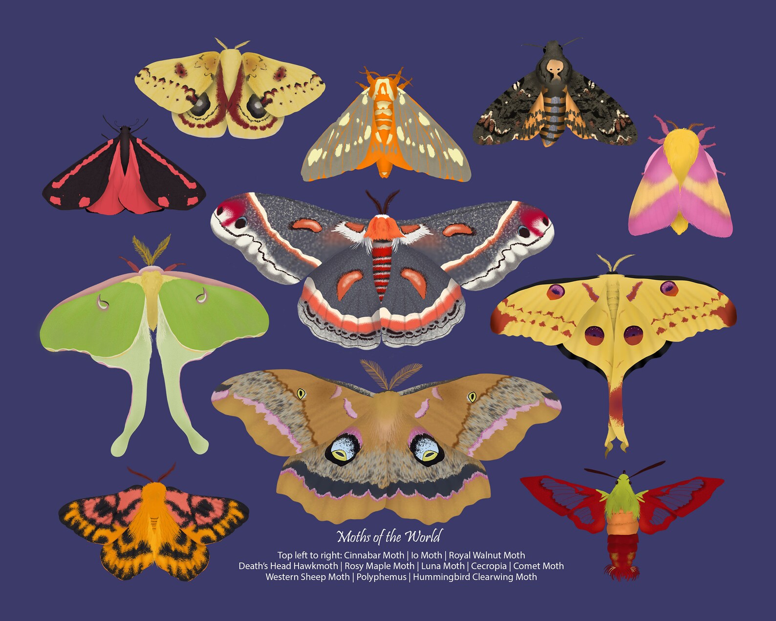 Moths of the World Scientific Illustration Art Print, Goblin Core ...