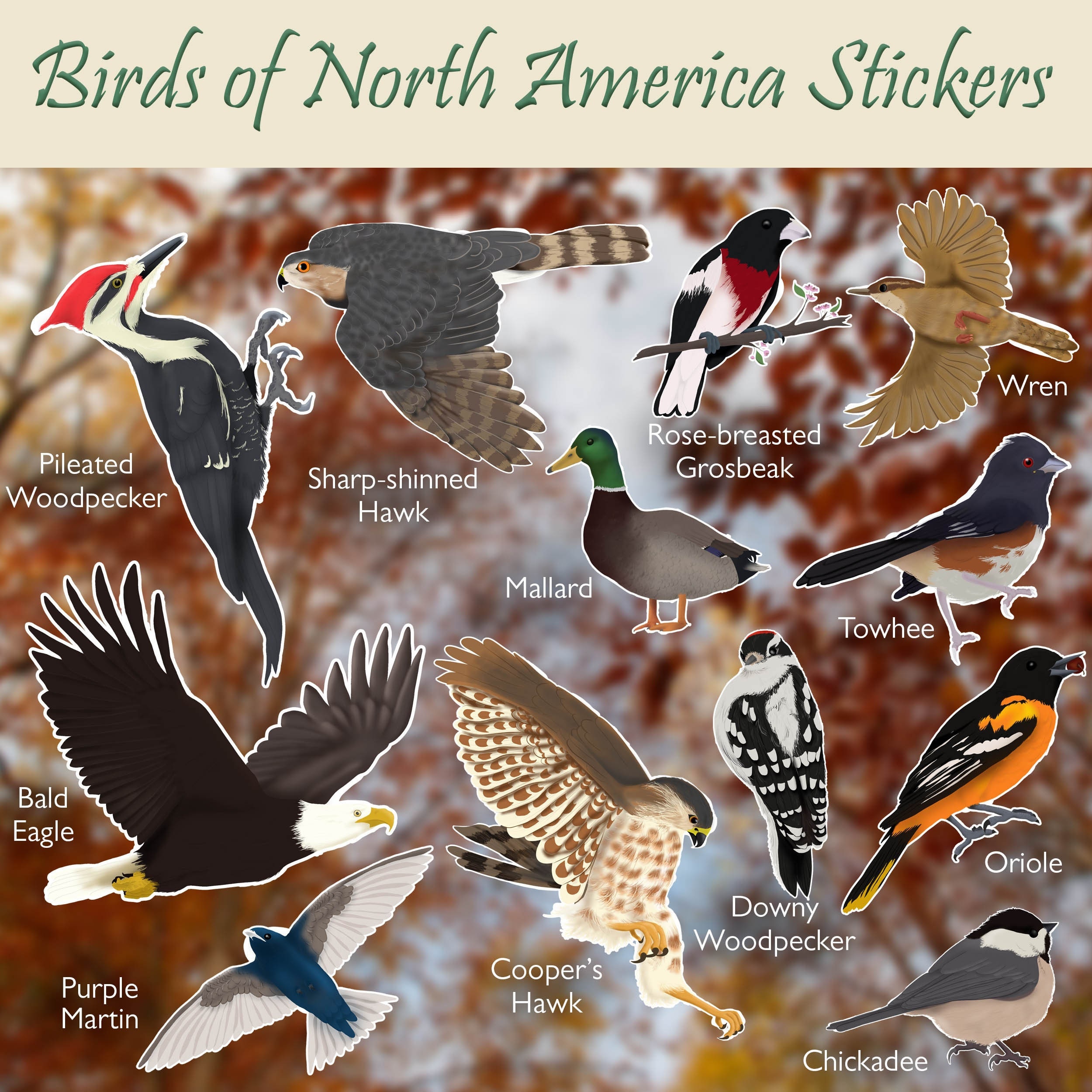Birds of North America Sticker Set, Waterproof Stickers, Vinyl Stickers ...