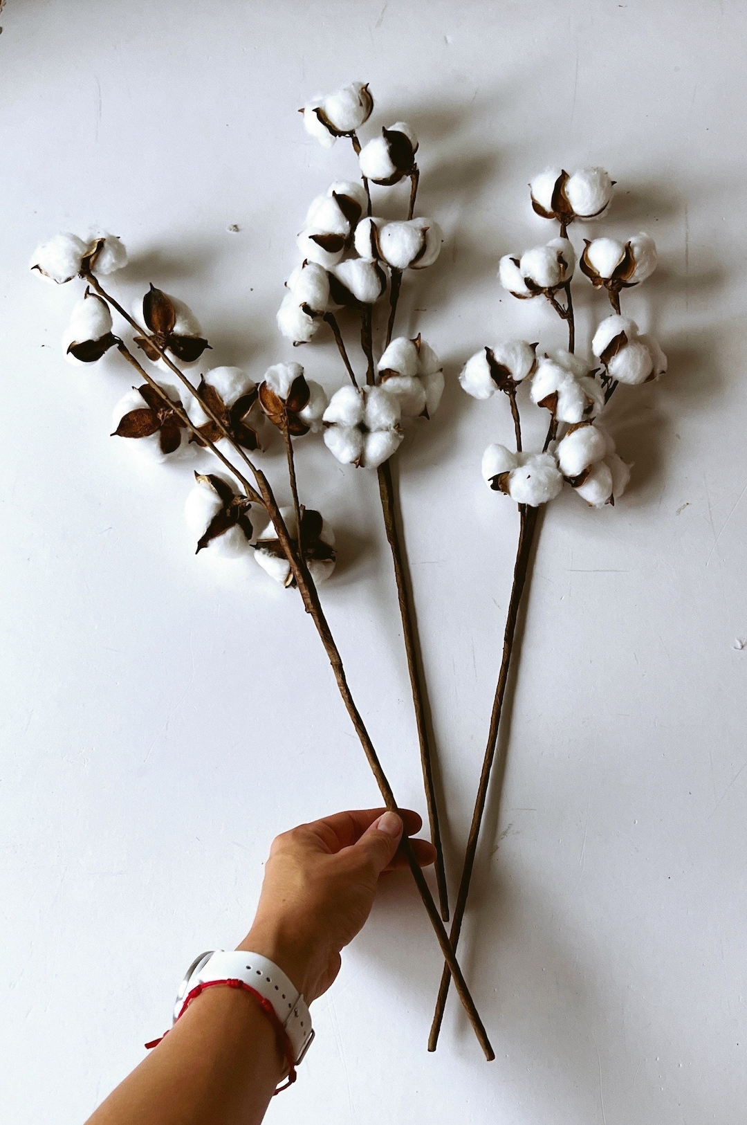 Natural Cotton Balls on Stem Cotton Blossoms White Cotton Flowers ...
