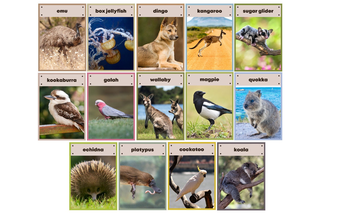 14 Australian Animal Posters A4 - Etsy