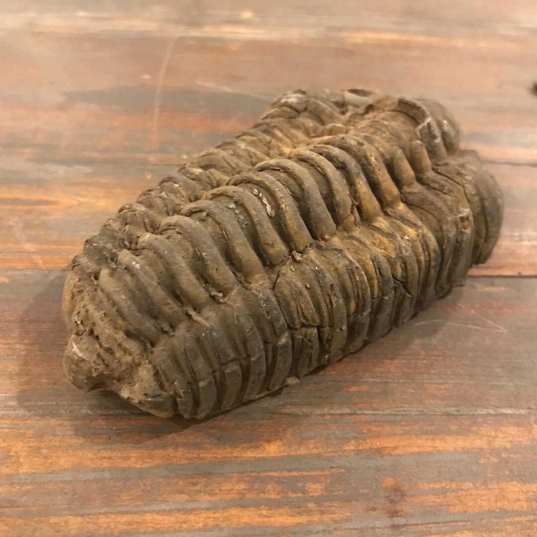 Fossilized Trilobite Large Northern Africa - Etsy