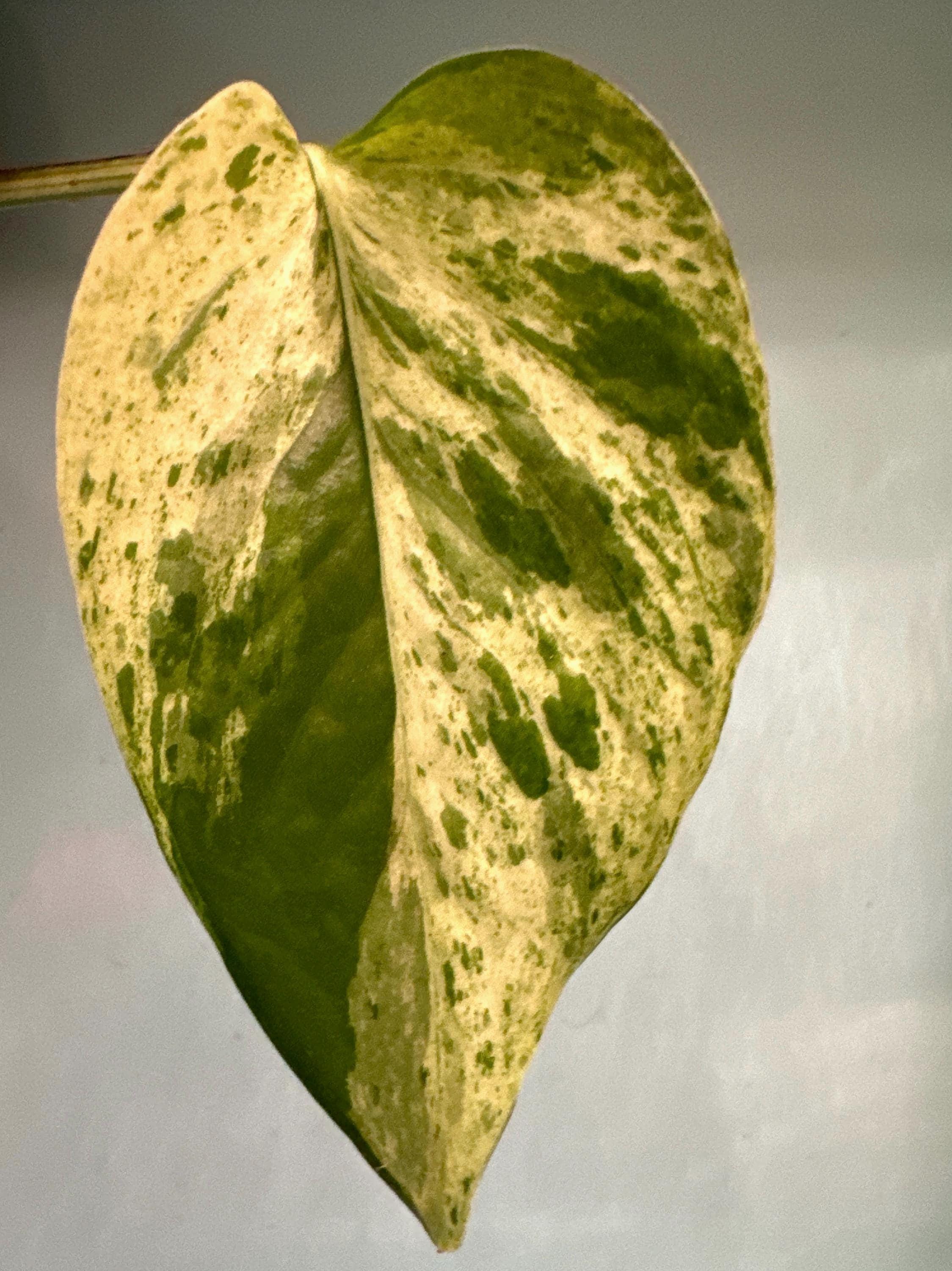 Marble Pothos - Etsy