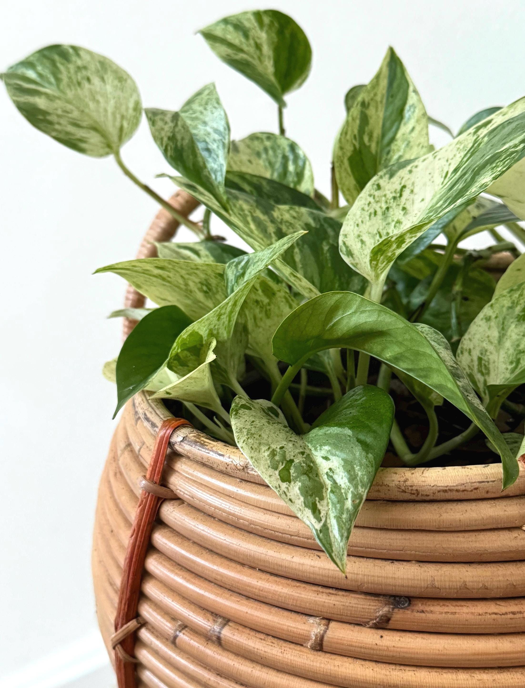 Marble Pothos - Etsy