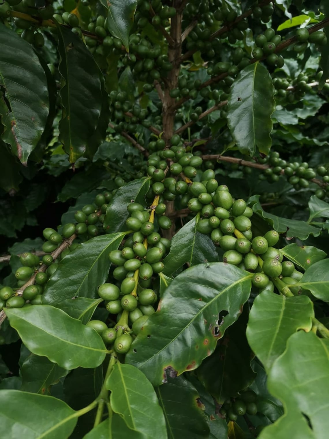 Guatemalan Coffee Beans-Direct Trade coffee medium Roast | Etsy