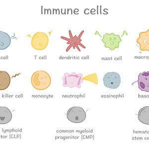 Immune Cell Posters - Etsy