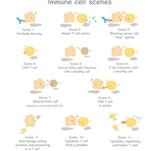 Immune Cell Posters - Etsy