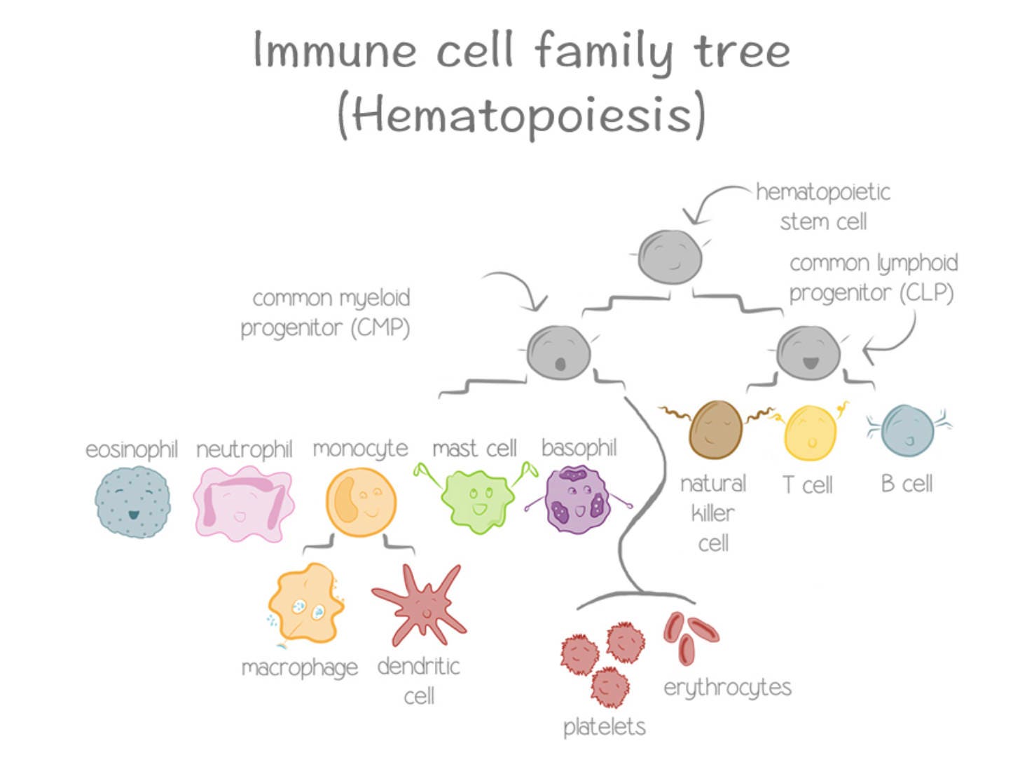 Immune Cell Posters - Etsy
