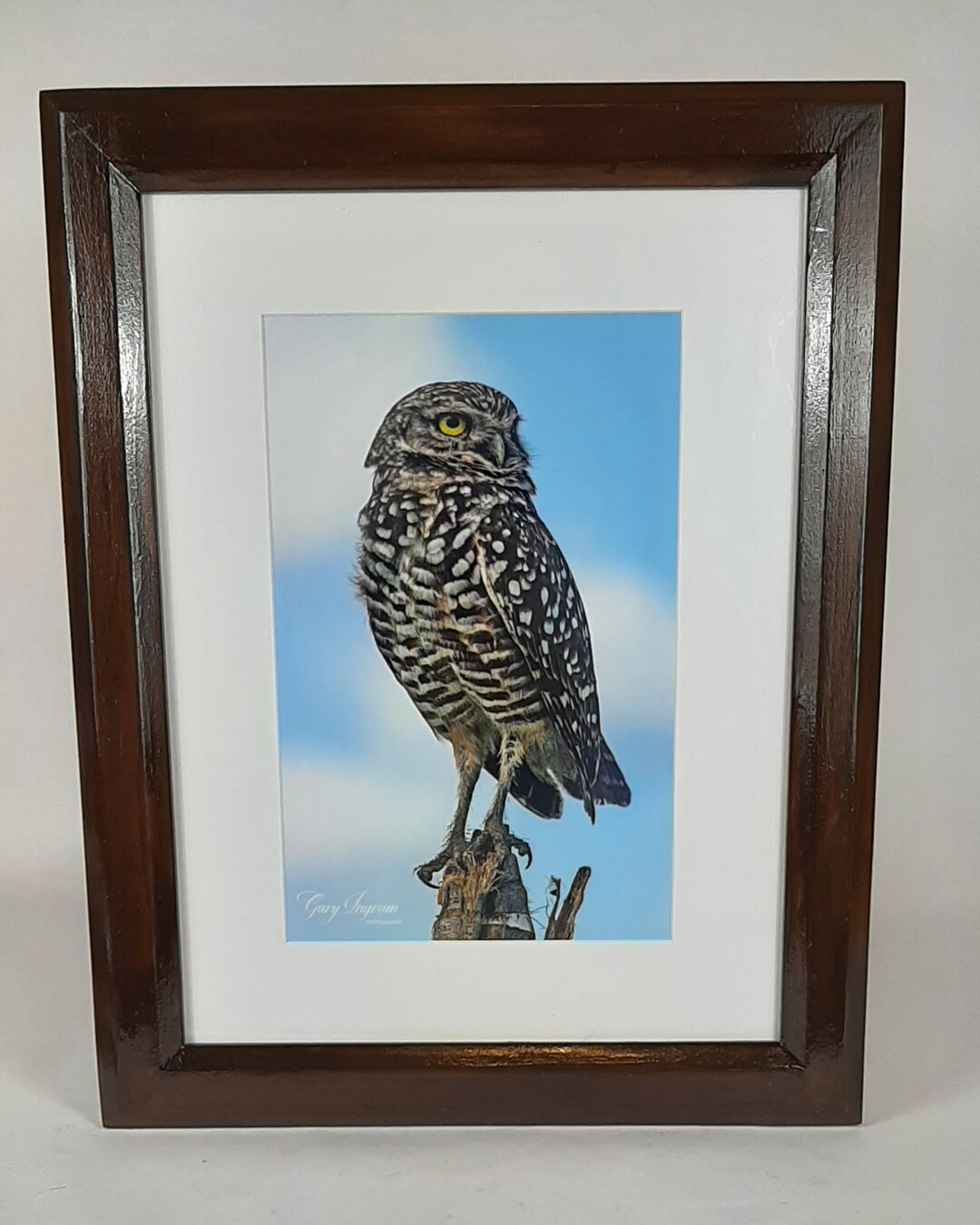 Burrowing Owl "charly" Photo Print Framed Limited Edition - Etsy