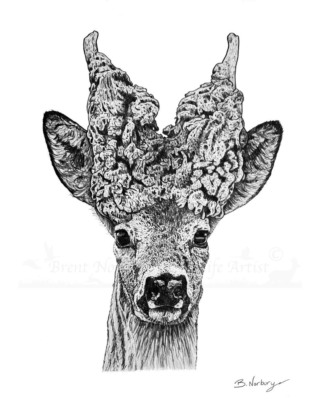 The Perruque Buck - A4 Limited Edition Roe Buck Drawing Print Mounted ...