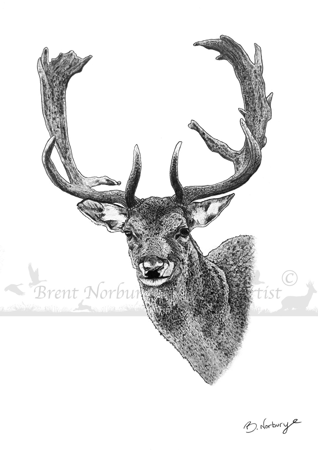 The Fallow Buck - A3 & A4 Drawing Print - Etsy