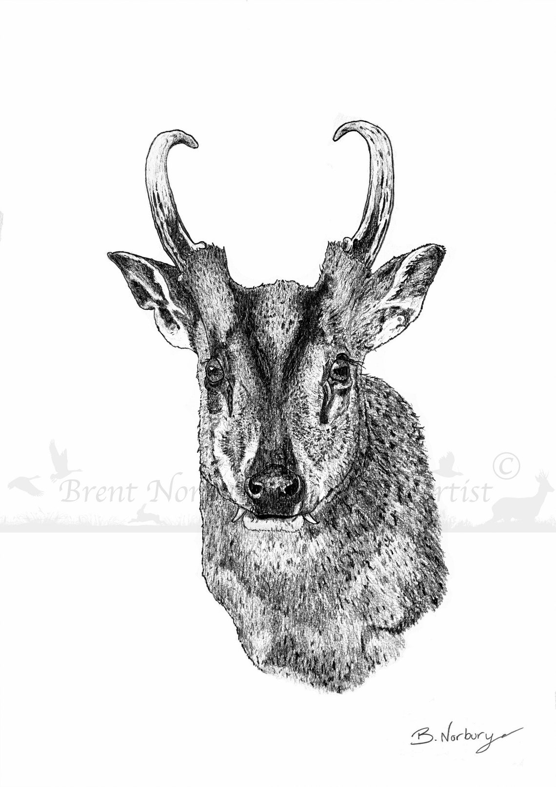 The Muntjac Buck - A3 & A4 Drawing Print - Etsy