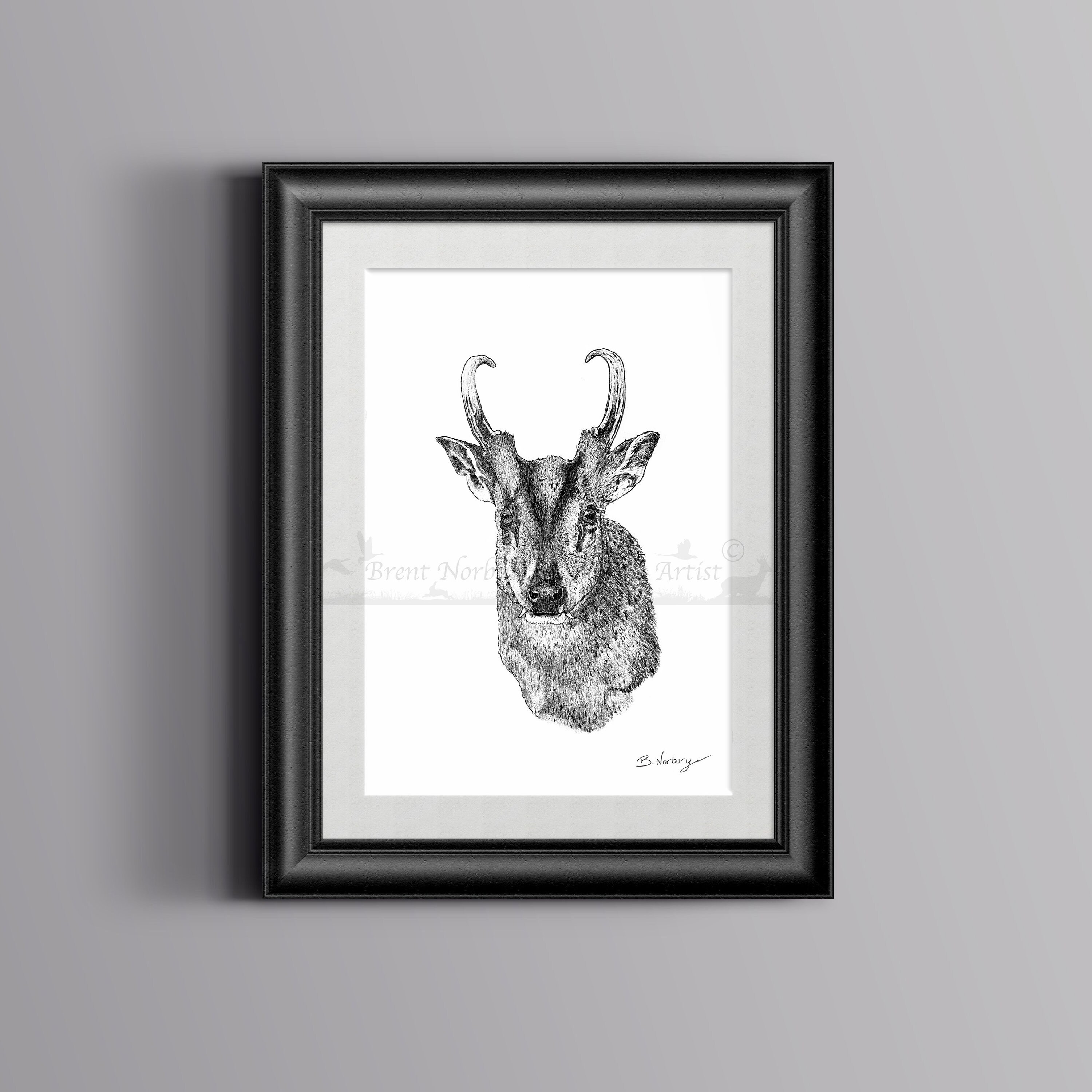 The Muntjac Buck - A3 & A4 Drawing Print - Etsy