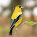 Goldfinch Stained Glass Window Hangings Best Friend Christmas Gift ...