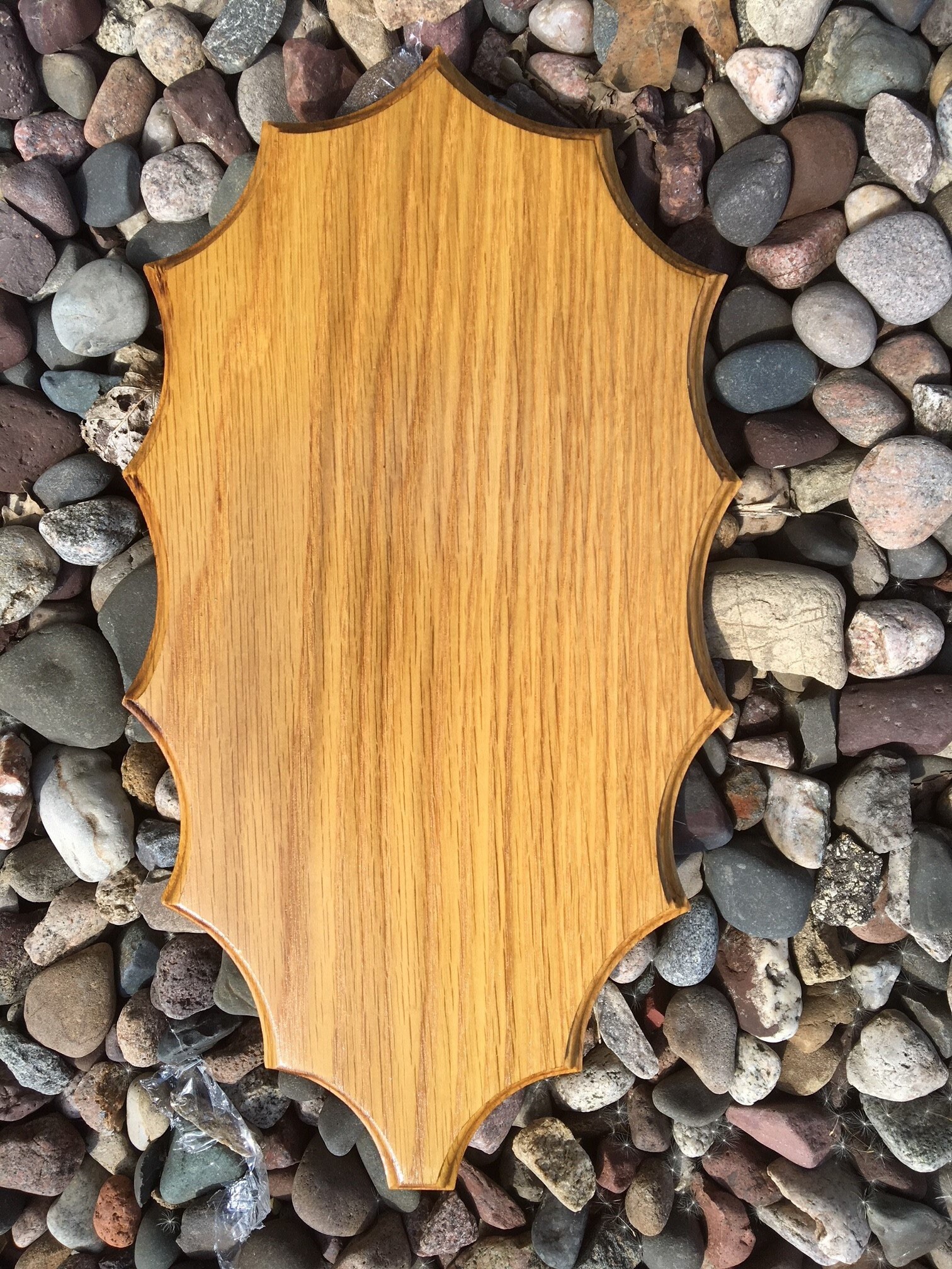 15 Point Scalloped European Deer Mount | Etsy