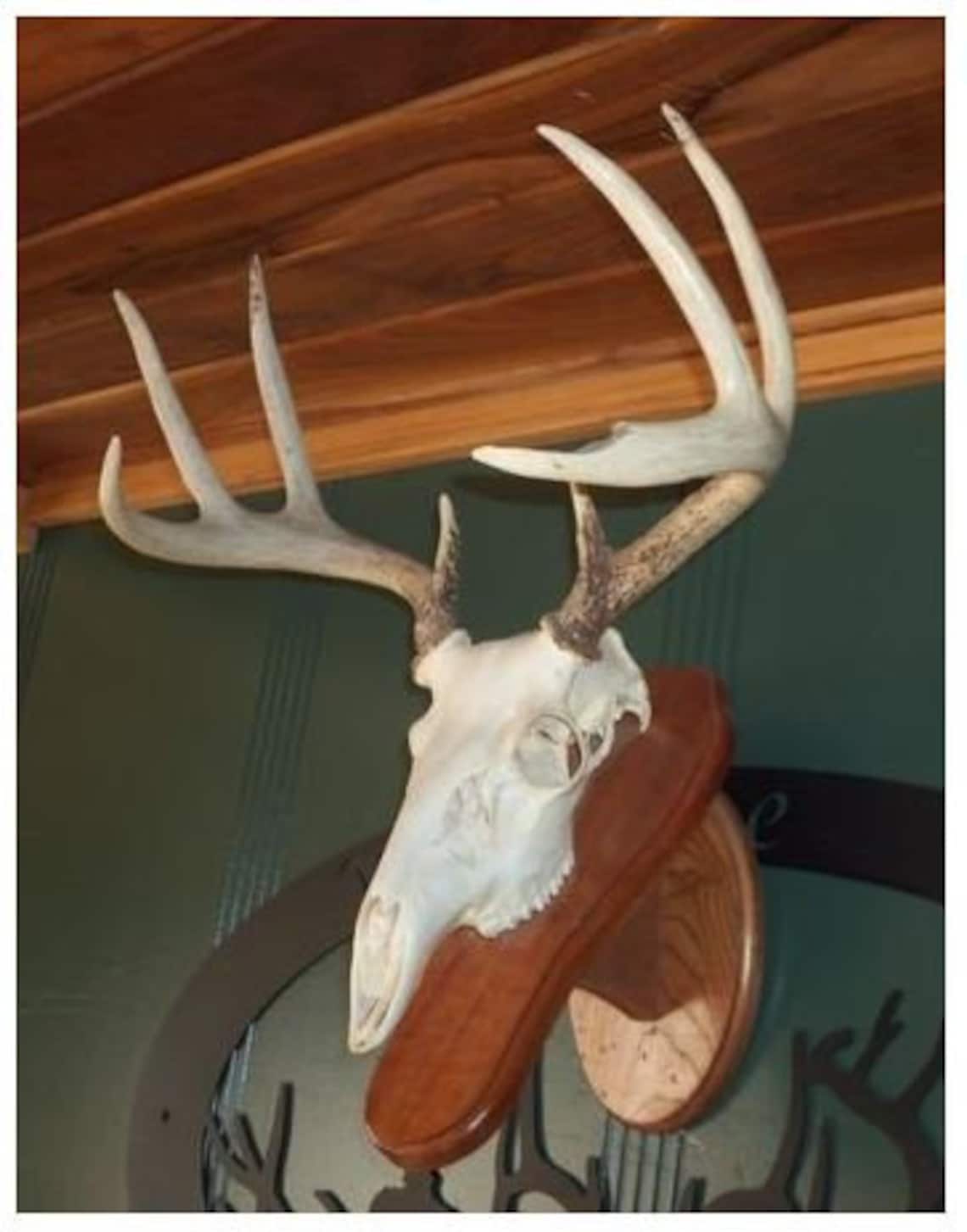 European Deer Skull Taxidermy Mount - Etsy