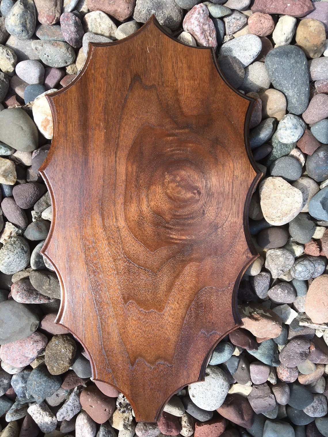 15 Point Scalloped European Deer Mount | Etsy