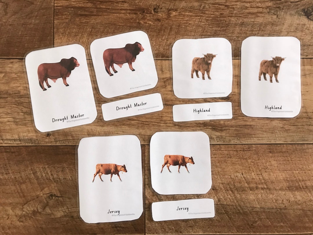 Montessori Inspired 3-part Cards - Cattle - Cow - Animal - Educational ...