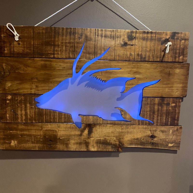 Hogfish - Etsy