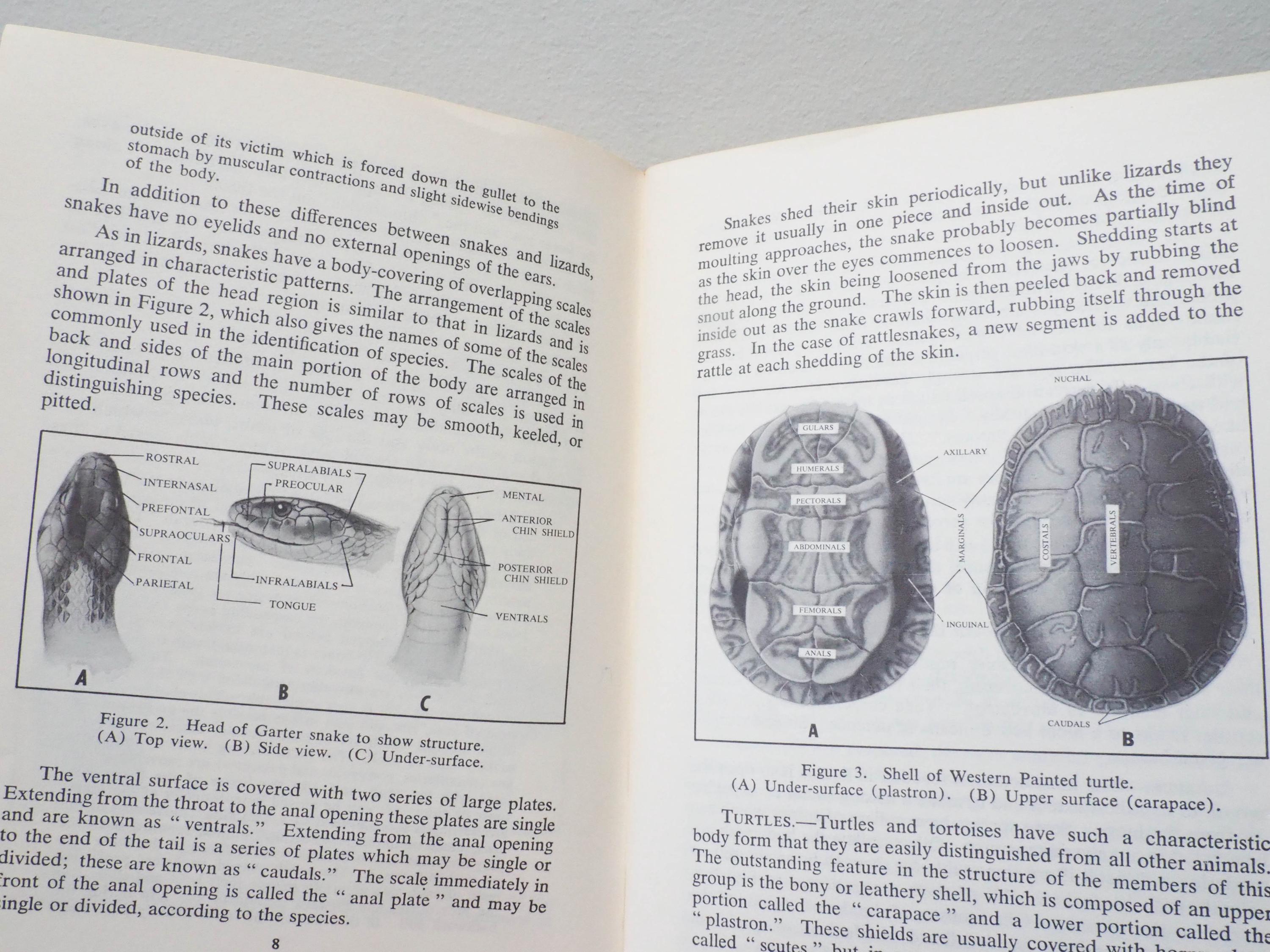 The Reptiles of British Columbia - G. Clifford Carl - 1968 - Reptile ...