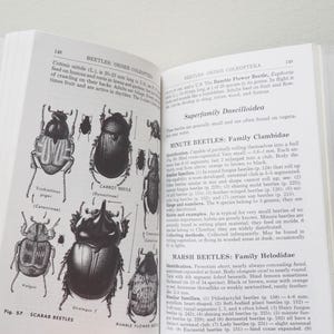 Beetles of North America - Peterson Field Guide - Richard E. White ...