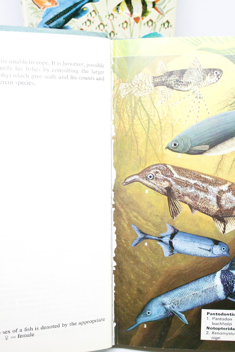 Aquarium Fishes in Color JM Madsen Vintage Fish Book - Etsy