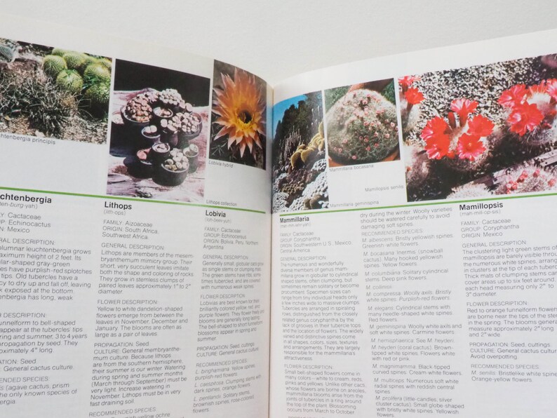 The World of Cactus & Succulents - 70s Ortho Books - Indoor Gardening ...