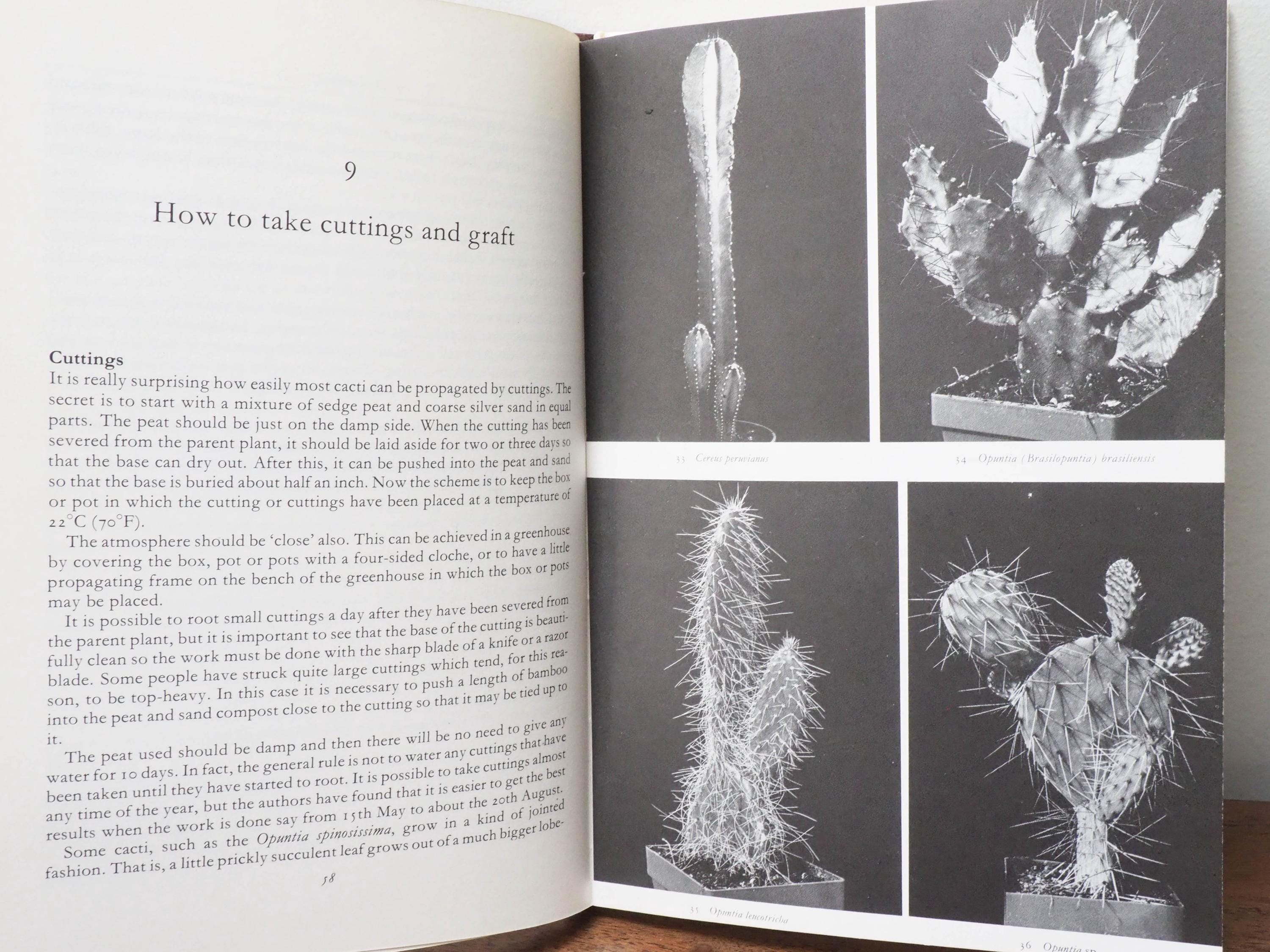 Cacti as House Plants - Shewell-cooper - Flowers of the Desert in Your ...