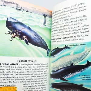 Golden Guide MAMMALS Book - Herbert S. Zim - 1955 - 50s Animal ...