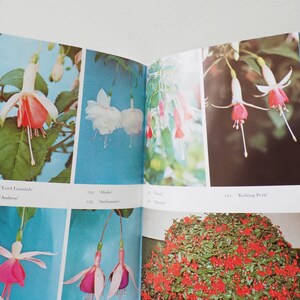 Fuchsias in Colour - Brian & Valerie Proudley - Pocket Reference - 1984 - Vintage House Plant ...