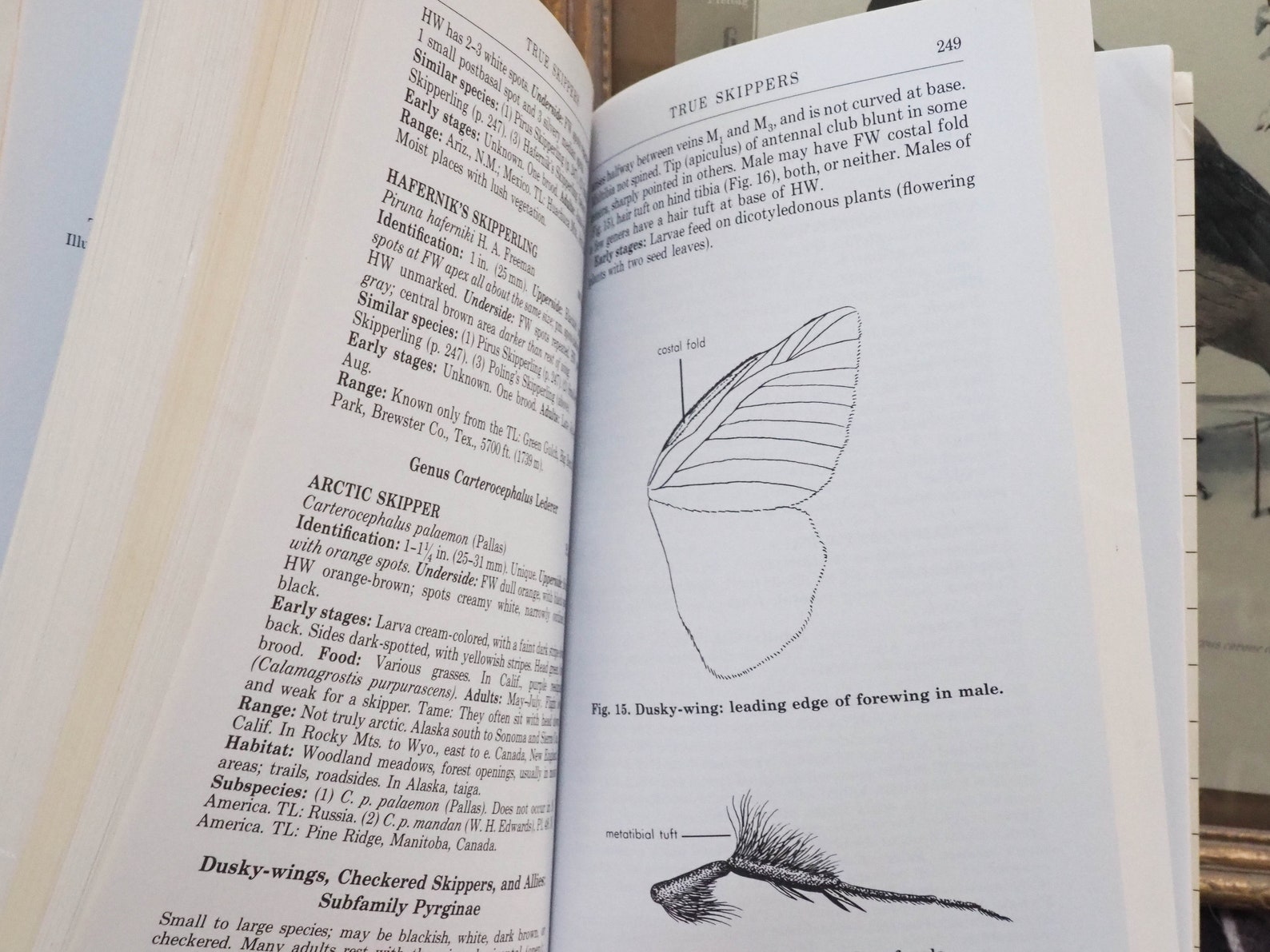 70s Field Guide to Western Butterflies JW Tilden 1980 Vtg Paperback ...