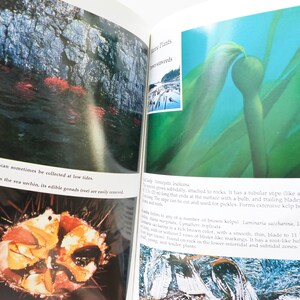 Seashore Guidebook Pair - the Western Seashore - the Edible Seashore ...