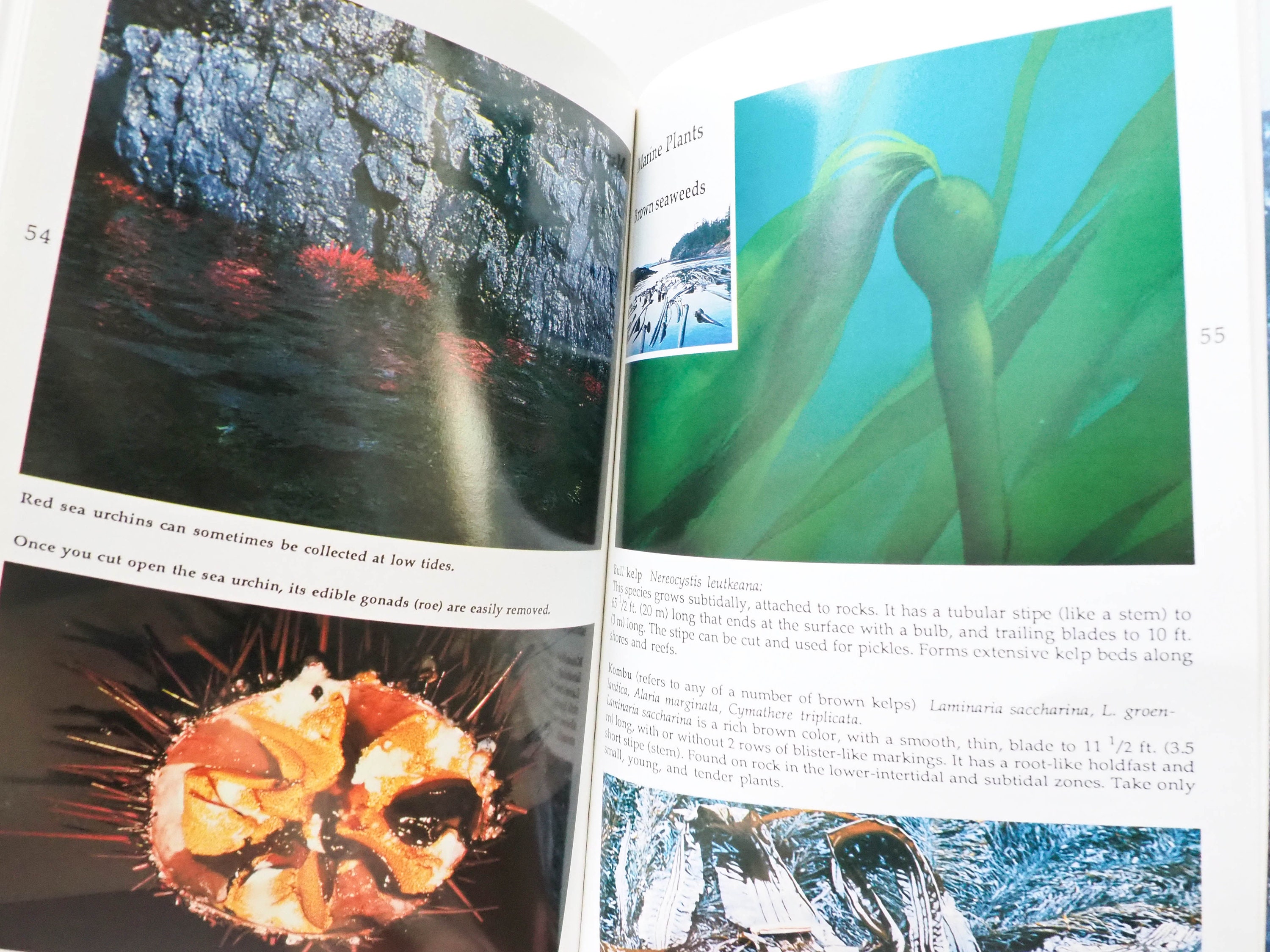 Seashore Guidebook Pair - the Western Seashore - the Edible Seashore - Rick M. Harbo - 1988 ...