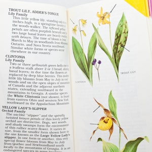 80s Wild-flowers Book - Vtg Peterson First Guides - Vintage Wildflowers ...