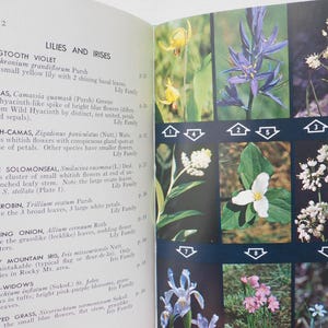 60s Rocky Mountain Wildflower Field Guide - Vtg Wild Plant Guide ...