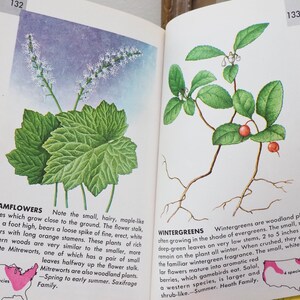 Flowers Plant Book - Golden Guide to Wildflowers - Zim and Martin - 50s ...