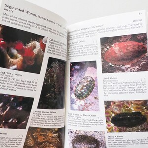 Seashore Guidebook Pair - the Western Seashore - the Edible Seashore ...