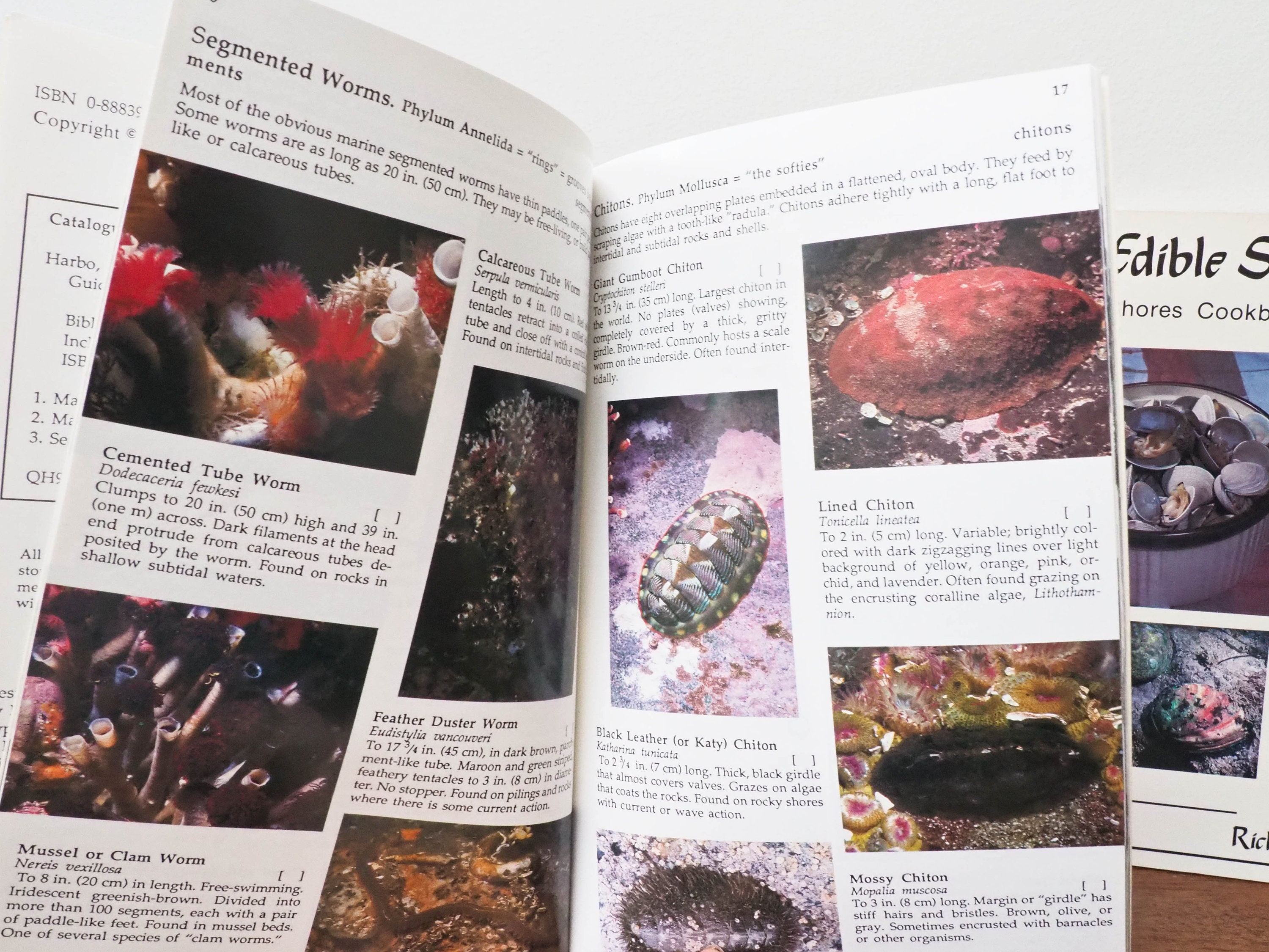 Seashore Guidebook Pair - the Western Seashore - the Edible Seashore ...