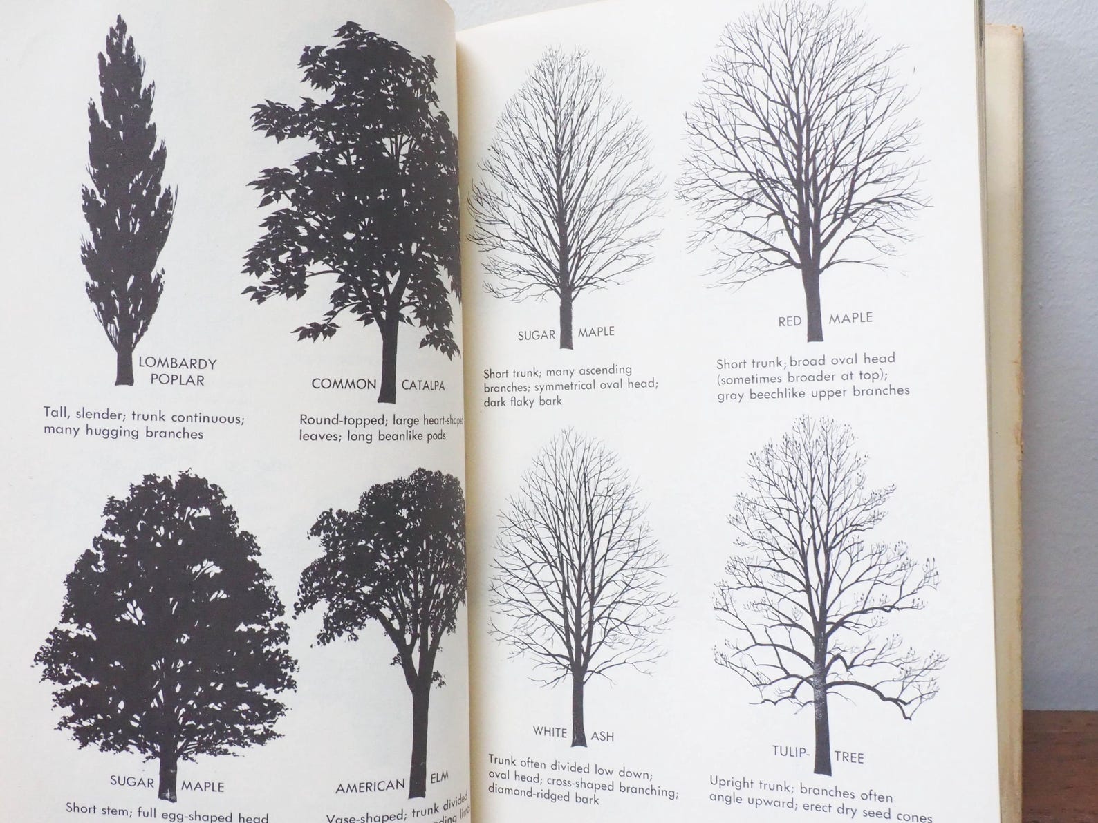 A Field Guide to Trees and Shrubs - Peterson Field Guide - George A ...