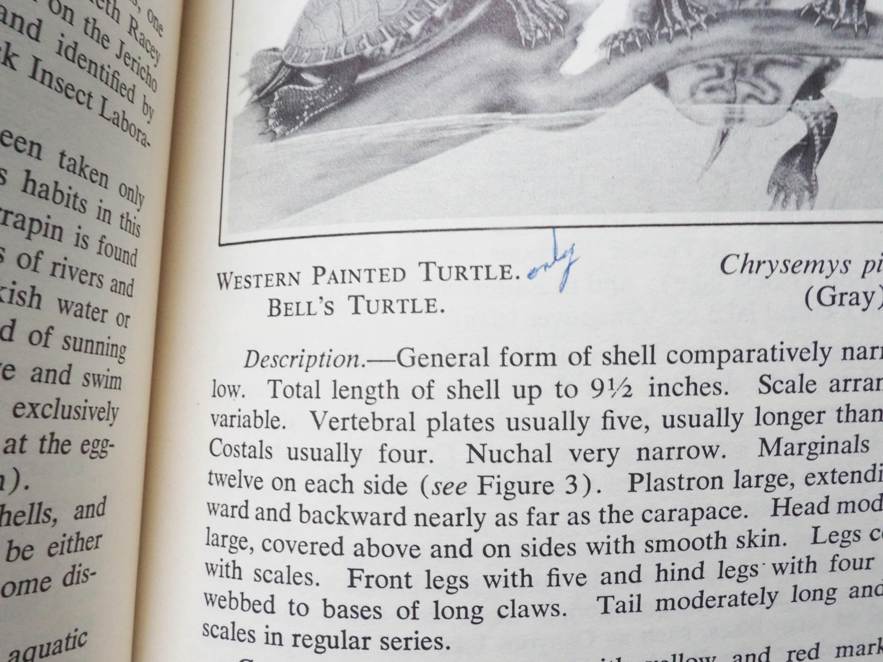 The Reptiles of British Columbia - G. Clifford Carl - 1968 - Reptile ...