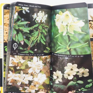 Audubon Society Field Guide to North American Wildflowers - Western ...