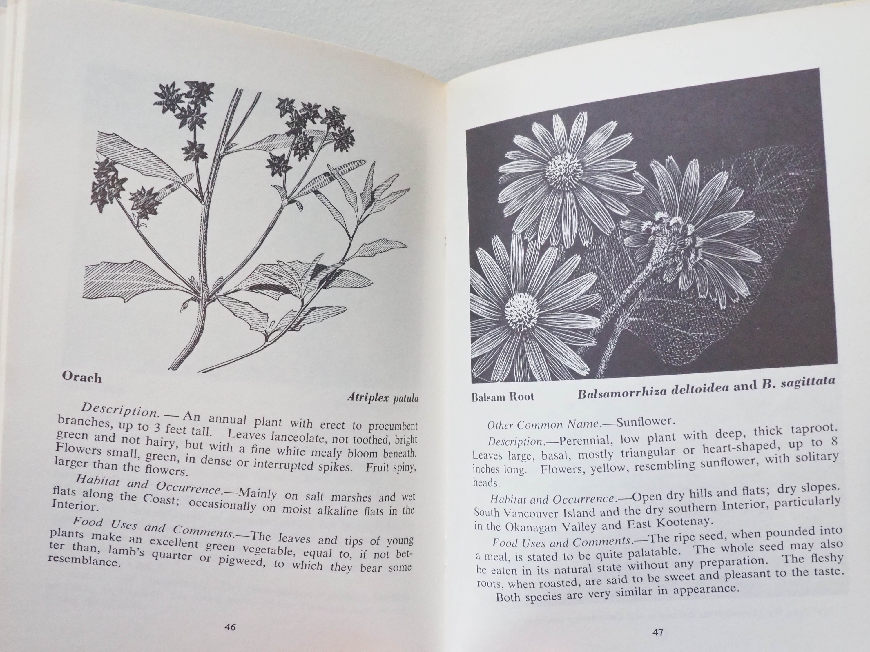 Guide to Common Edible Plants of BC - AF Szczawinski - GA Hardy ...