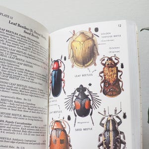 Beetles of North America Peterson Field Guide Richard E. White Vintage ...