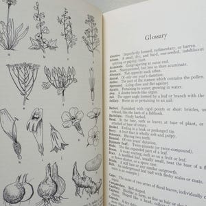 60s Rocky Mountain Wildflower Field Guide - Vtg Wild Plant Guide ...