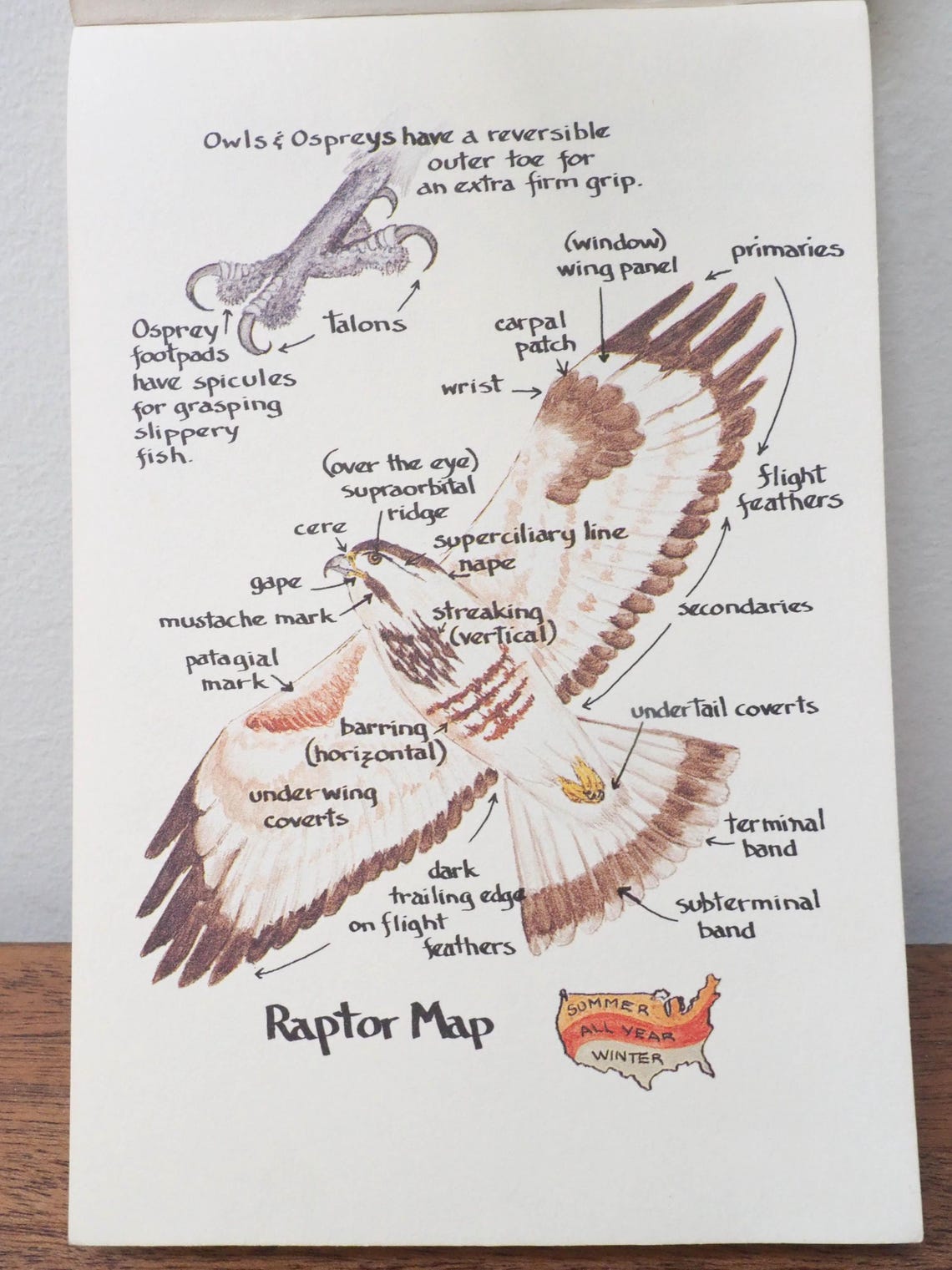 Talons North American Birds of Prey - Millie Miller Cyndi Nelson ...