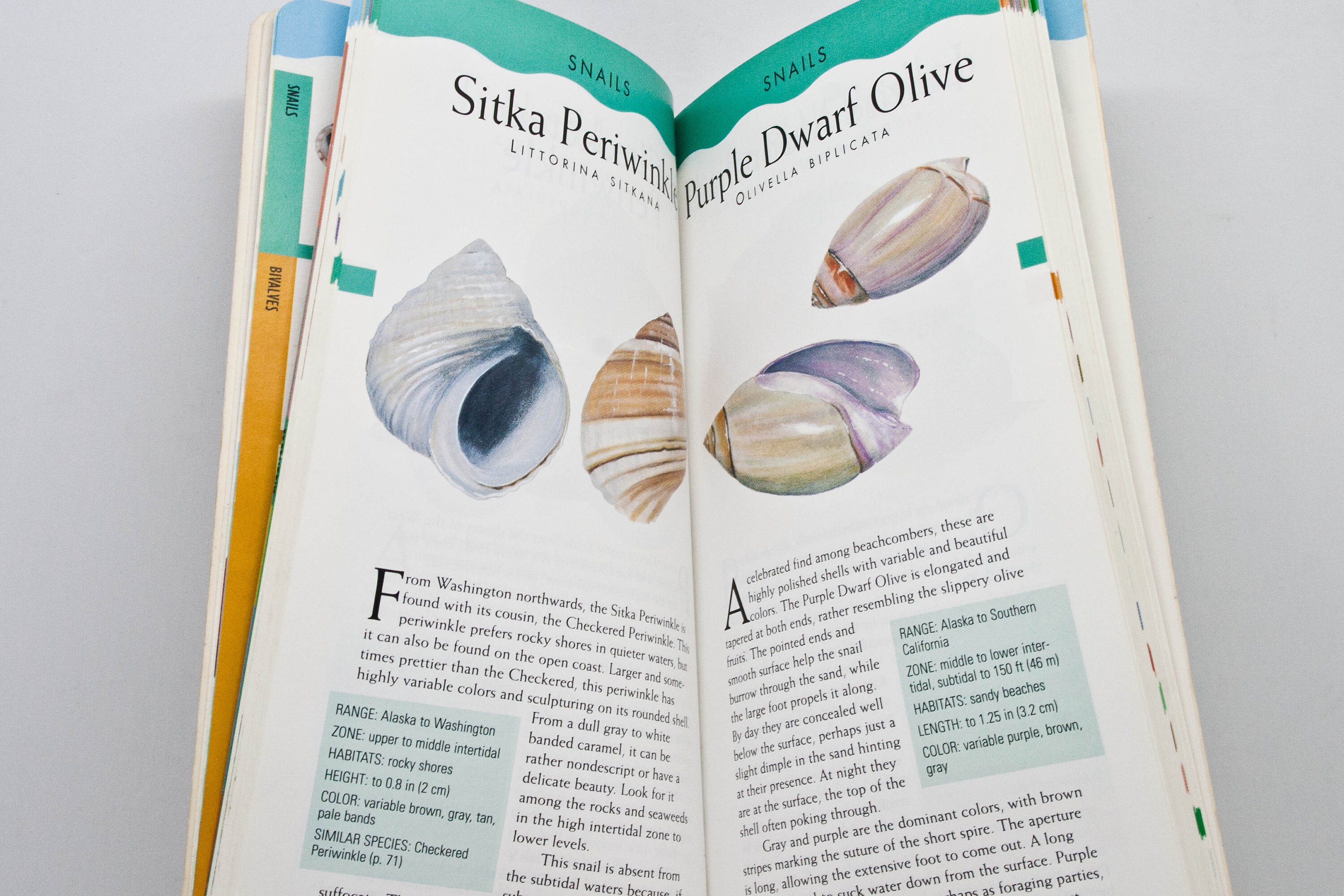 Seashores of British Columbia 90s Lone Pine Vtg Beach | Etsy