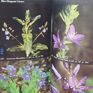 Audubon Society Field Guide to North American Wildflowers - Western ...