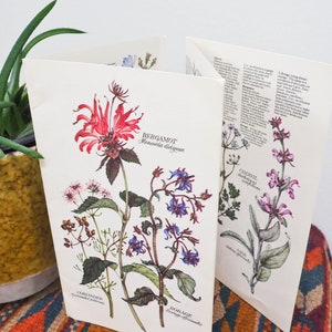 70s Knot Garden Pamphlet - Medicinal Herbs Garden Booklet - Vintage ...