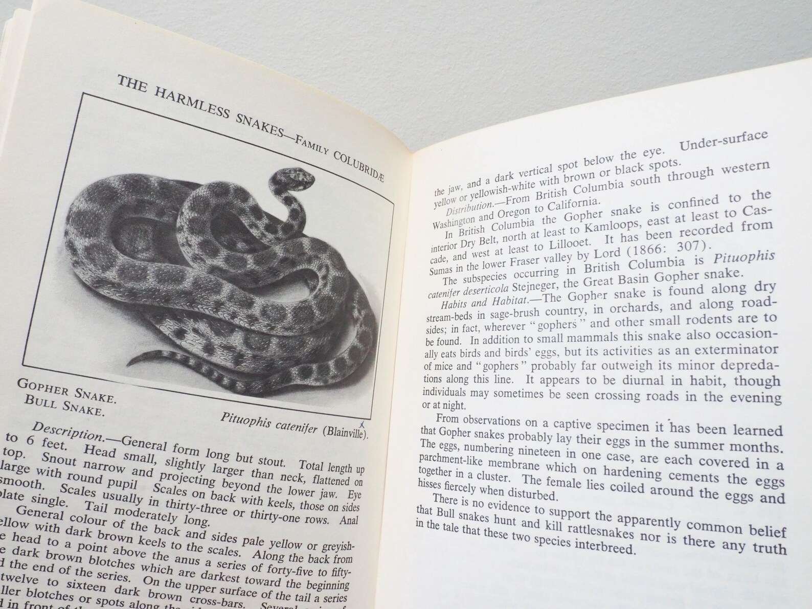 The Reptiles of British Columbia - G. Clifford Carl - 1968 - Reptile ...